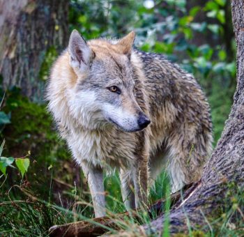 Wat is een wolfhond? - JudithVisser.nl
